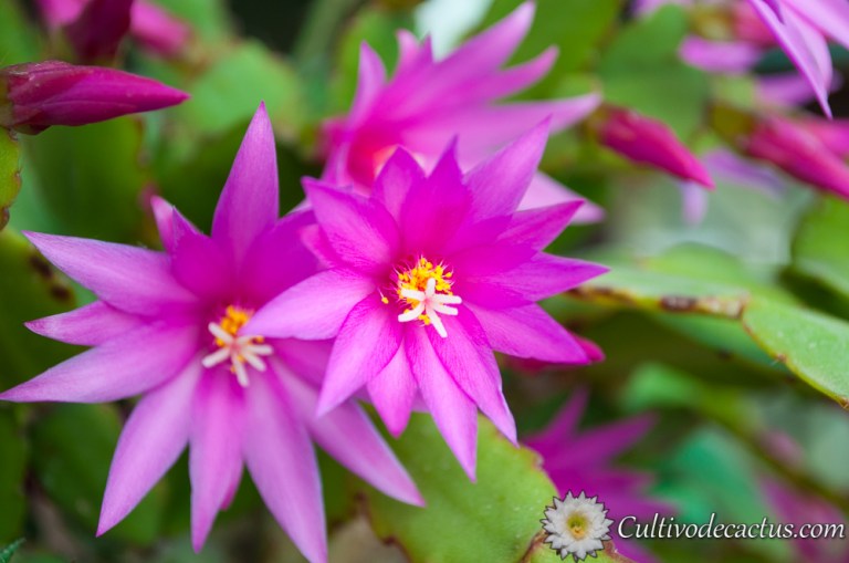 Rhipsalidopsis rosea – Cultivo de Cactus