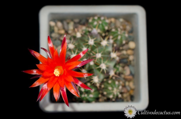 Lobivia – Cultivo de Cactus