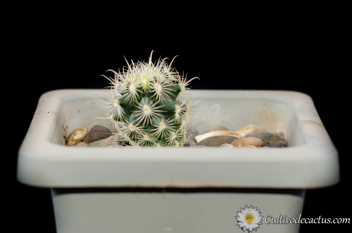 Sclerocactus scheeri var. megarhizus – Cultivo de Cactus