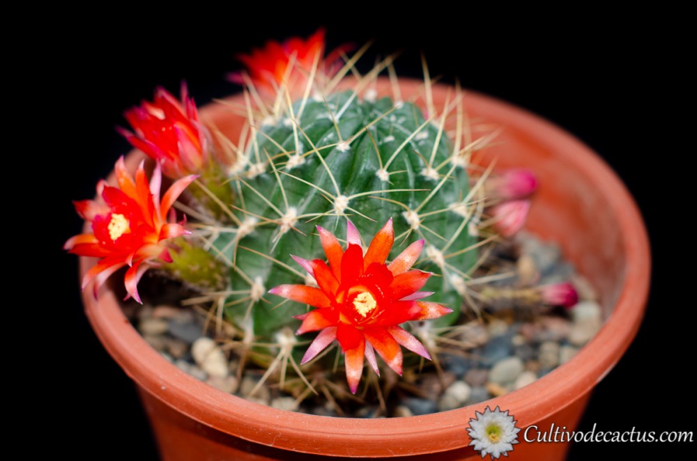 Lobivia – Cultivo de Cactus